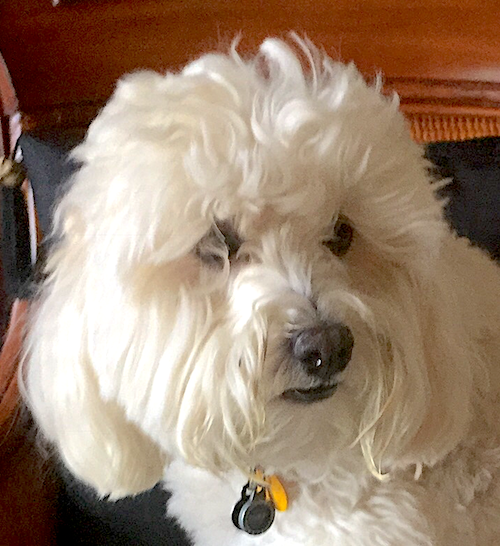 Reggie – Official International Service & Support Animal Registry