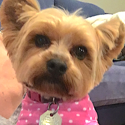 Madeline – Official International Service & Support Animal Registry