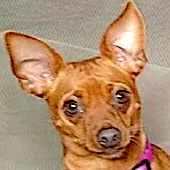 Rudy – Official International Service & Support Animal Registry