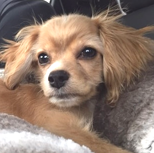 Brodie – Official International Service & Support Animal Registry