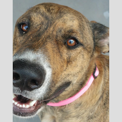 Ed – Official International Service & Support Animal Registry