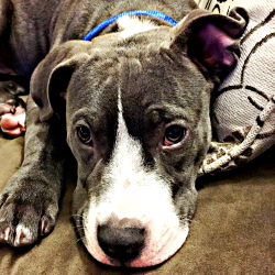 Ruckus – Official International Service & Support Animal Registry