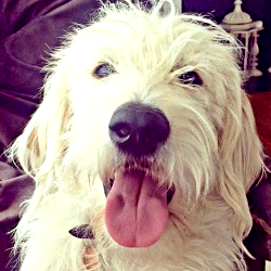 Alice – Official International Service & Support Animal Registry