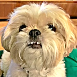 Mr Miyagi – Official International Service & Support Animal Registry