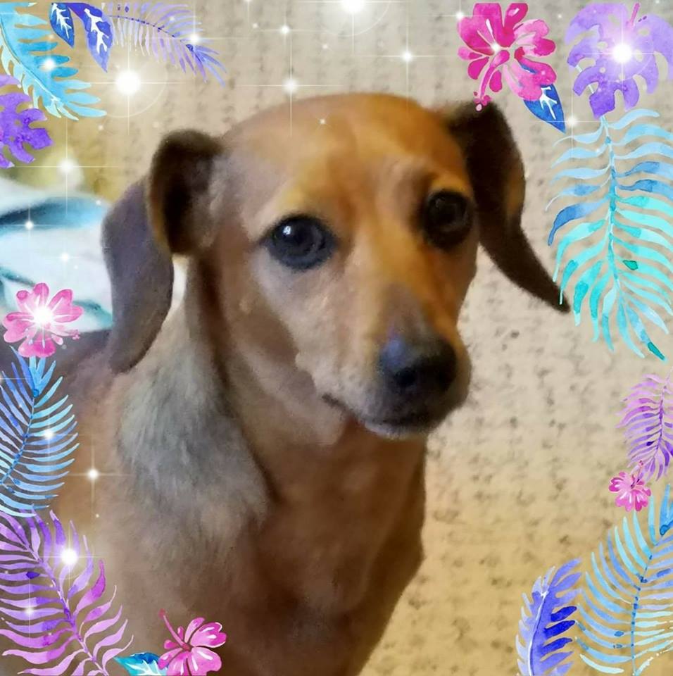 Emma – Official International Service & Support Animal Registry