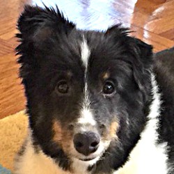 Whisper – Official International Service & Support Animal Registry