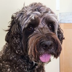 Riley – Official International Service & Support Animal Registry