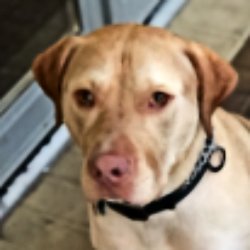 Donnie – Official International Service & Support Animal Registry