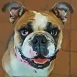 Winifred Winnie – Official International Service & Support Animal Registry