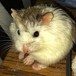 Felix – Official International Service & Support Animal Registry