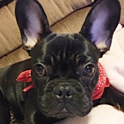 Rambo – Official International Service & Support Animal Registry