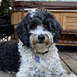 Remy – Official International Service & Support Animal Registry